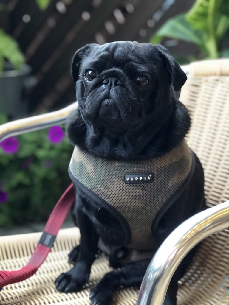A Pawfect Day with Pugs – Lipstick, Lettuce & Lycra